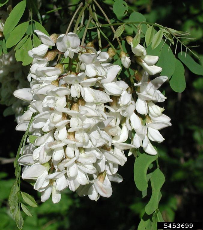 black locust (Robinia pseudoacacia L.)