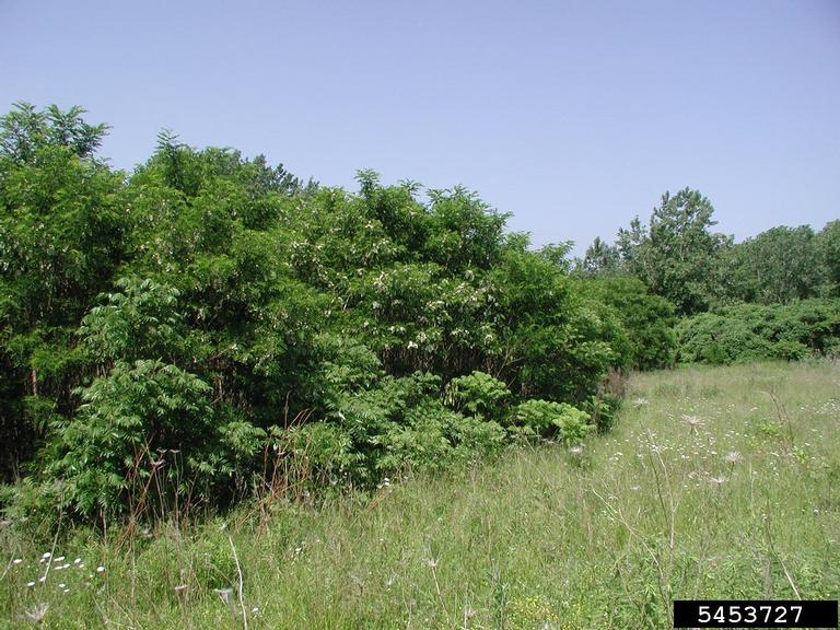black locust (Robinia pseudoacacia L.)