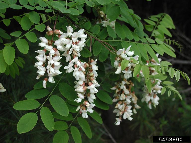 black locust (Robinia pseudoacacia)
