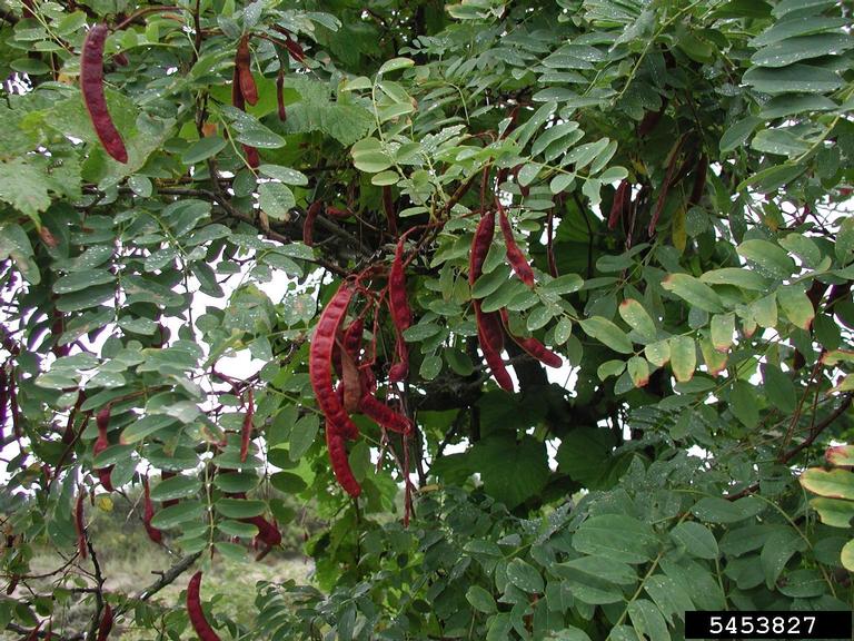 black locust (Robinia pseudoacacia L.)