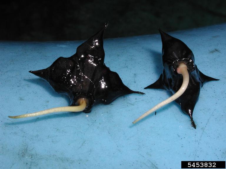 European water chestnut (Trapa natans L.)