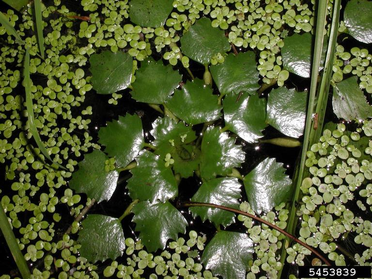 European water chestnut (Trapa natans L.)
