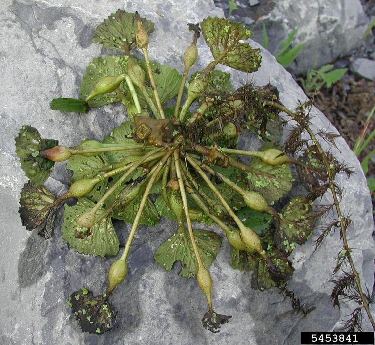 European water chestnut (Trapa natans L.)