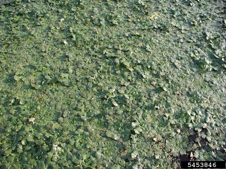 European water chestnut (Trapa natans L.)