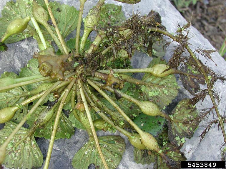 European water chestnut (Trapa natans L.)