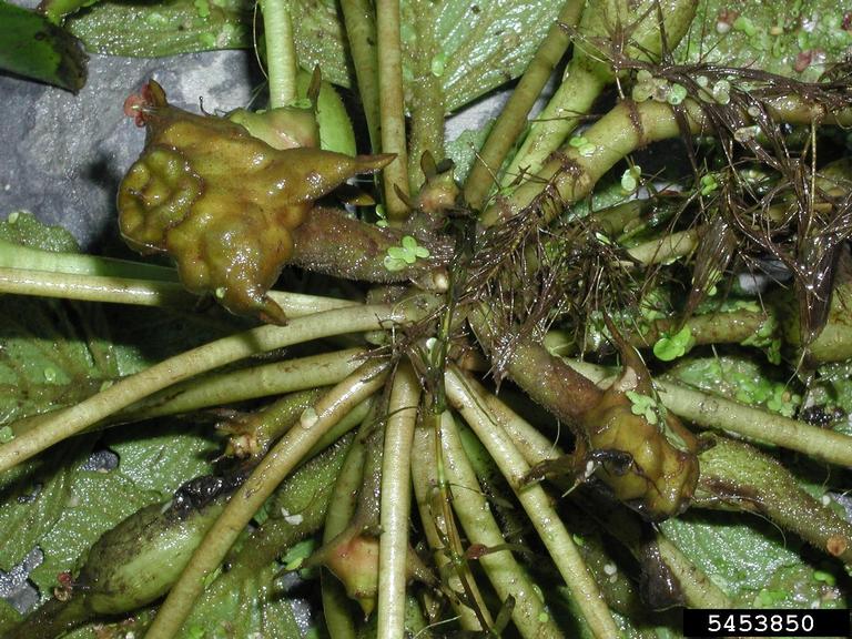European water chestnut (Trapa natans L.)