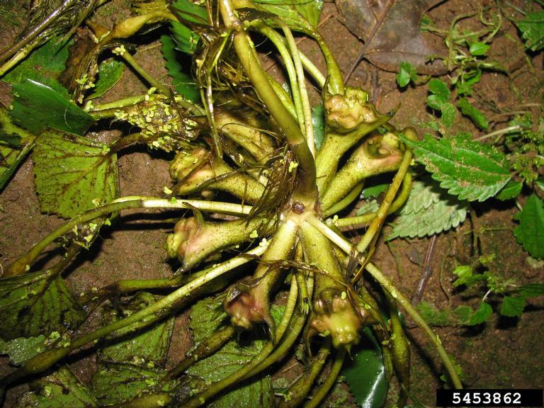 European water chestnut (Trapa natans L.)
