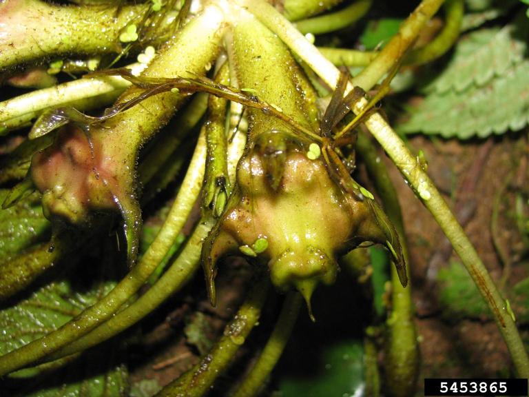 European water chestnut (Trapa natans L.)