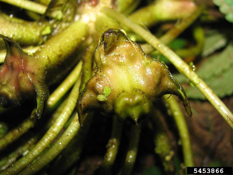 European water chestnut (Trapa natans L.)