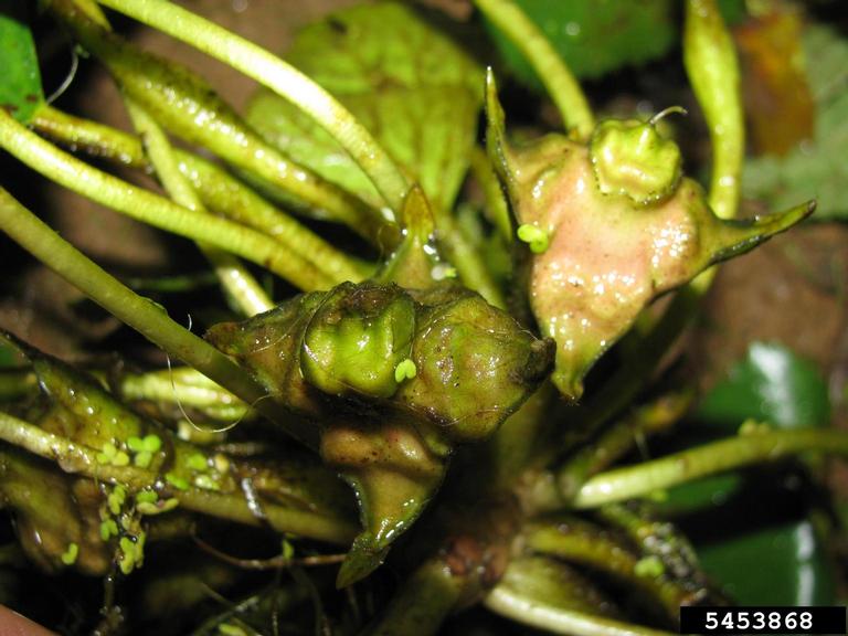 European water chestnut (Trapa natans L.)