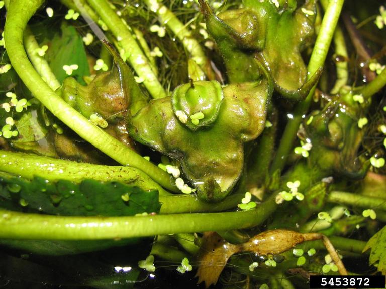 European water chestnut (Trapa natans L.)