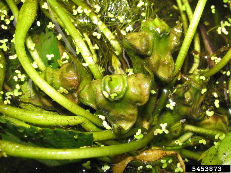 European water chestnut (Trapa natans L.)