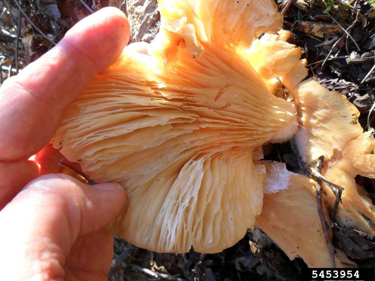 Lentinus mushroom (Lentinus levis)