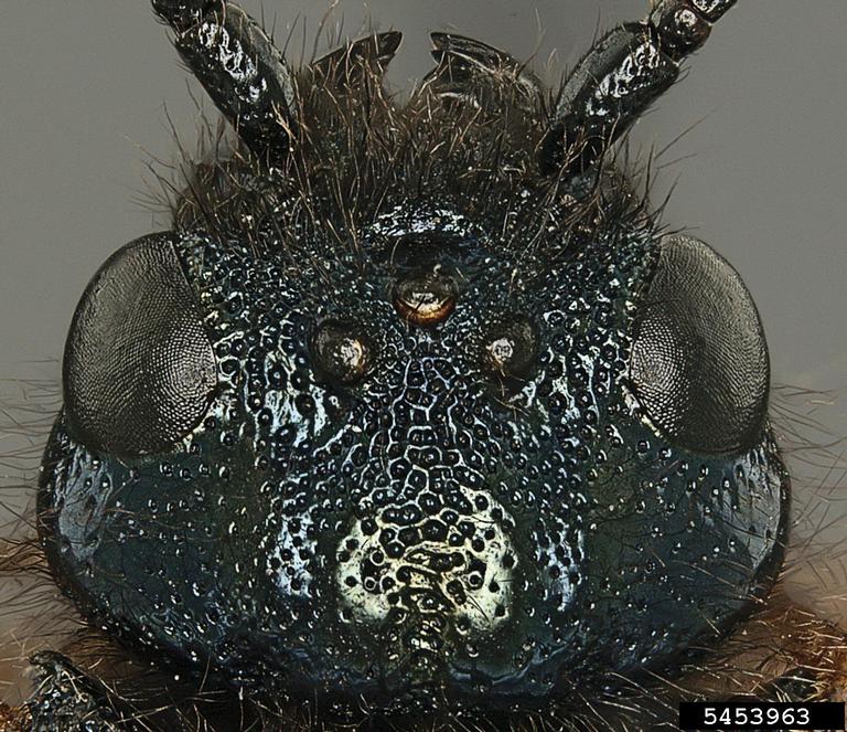 blue horntail woodwasp (Sirex cyaneus)