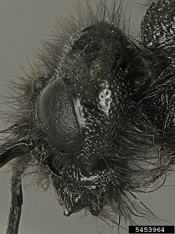 blue horntail woodwasp (Sirex cyaneus)