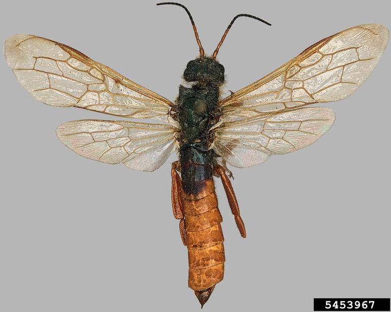 blue horntail woodwasp (Sirex cyaneus Fabricius)