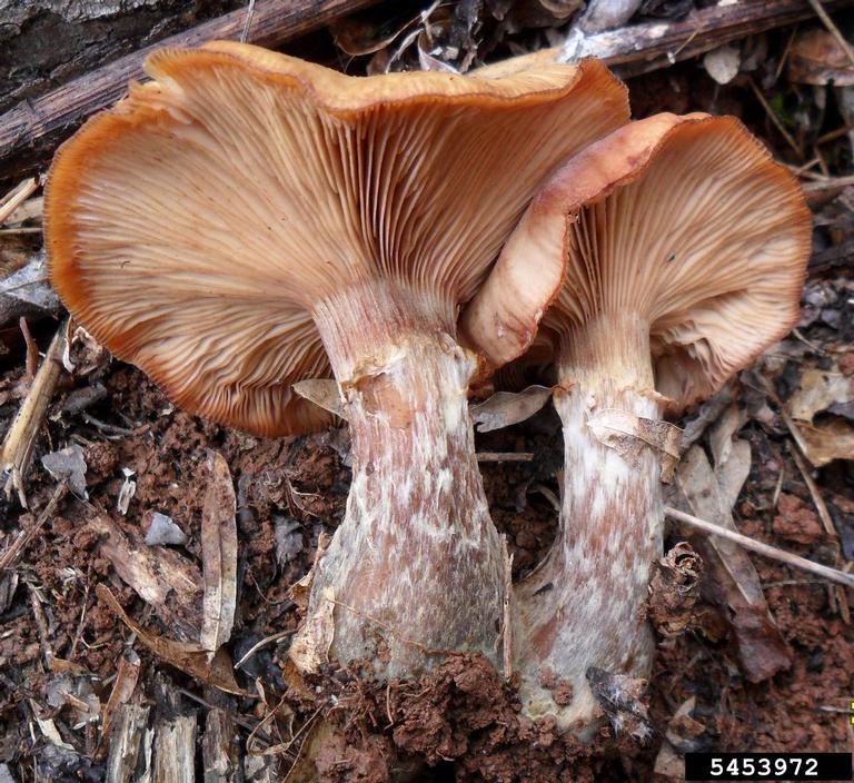 Armillaria root rots (Genus Armillaria (Fr.:Fr) Staude)