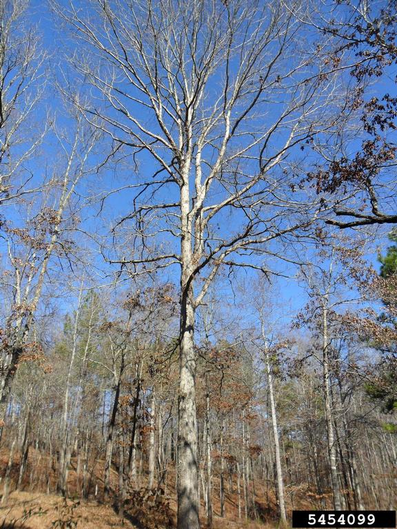 white oak (Quercus alba L.)