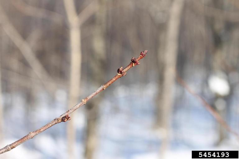 red maple (Acer rubrum L.)