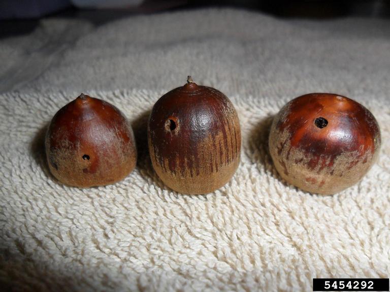 acorn and nut weevils (Genus Curculio)
