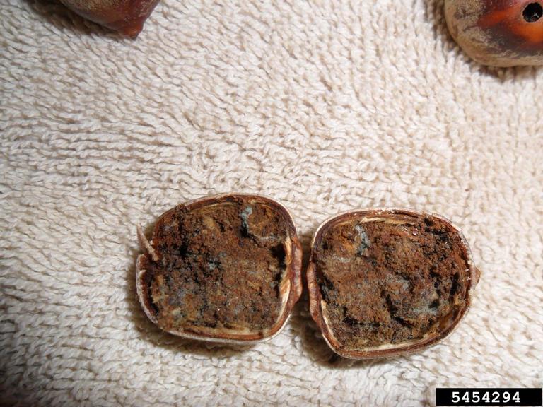 acorn and nut weevils (Genus Curculio Linnaeus 1758)