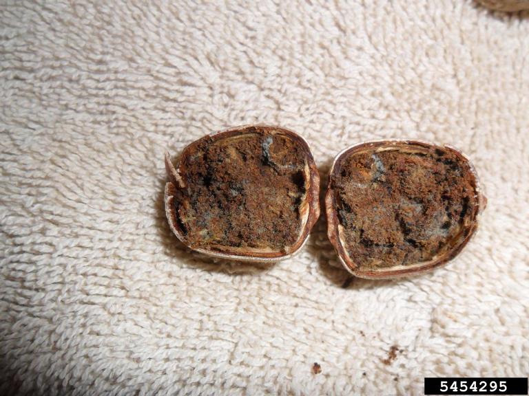 acorn and nut weevils (Genus Curculio)