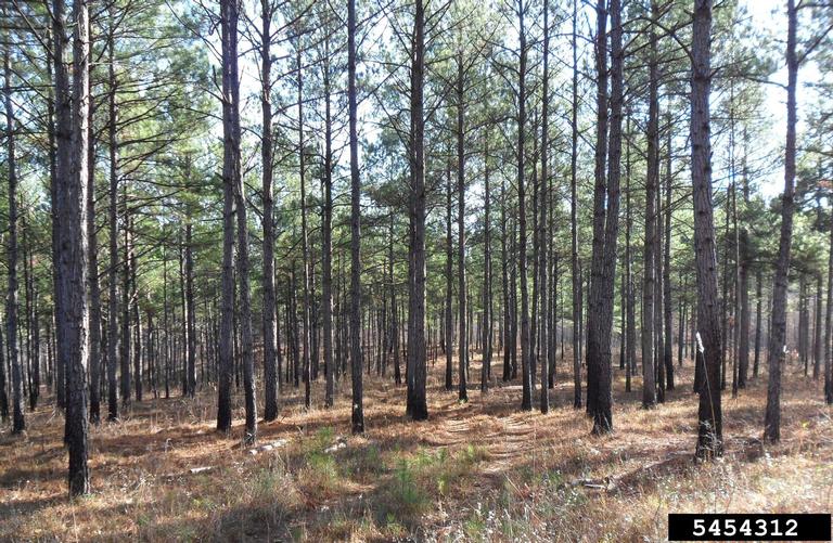 loblolly pine (Pinus taeda)