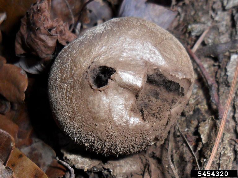 puffball (Lycoperdon pyriforme (Schaeff.) Pers.)
