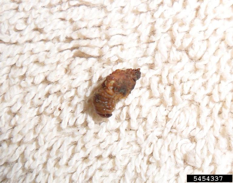 acorn and nut weevils (Genus Curculio Linnaeus 1758)