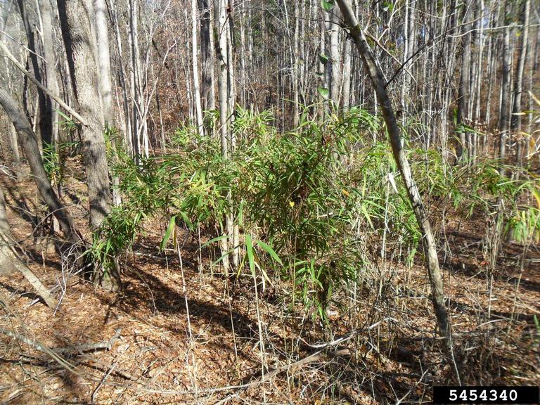 giant cane (Arundinaria gigantea)