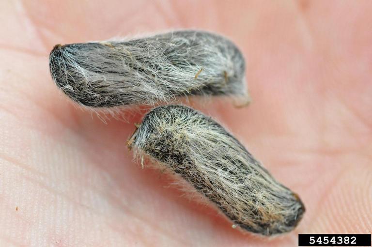 gorse, common gorse (Ulex europaeus L.)