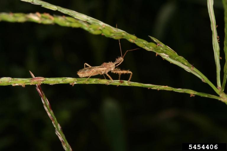 assassin bugs (Family Reduviidae)