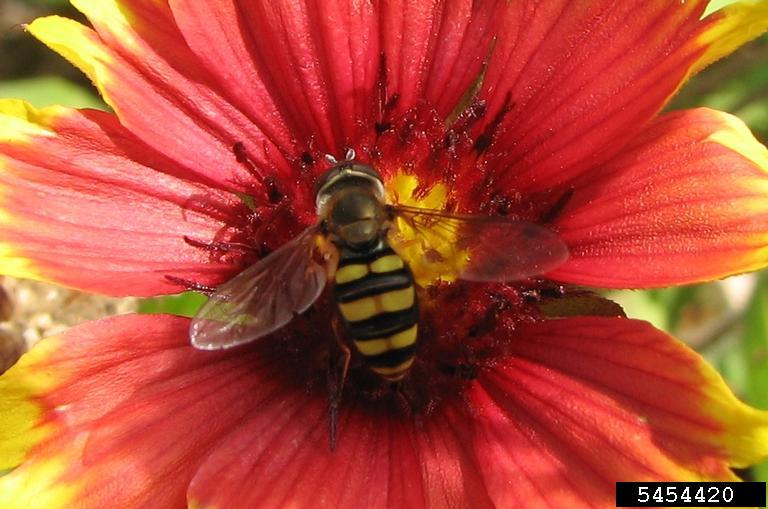 syrphid or flower flies (Family Syrphidae)