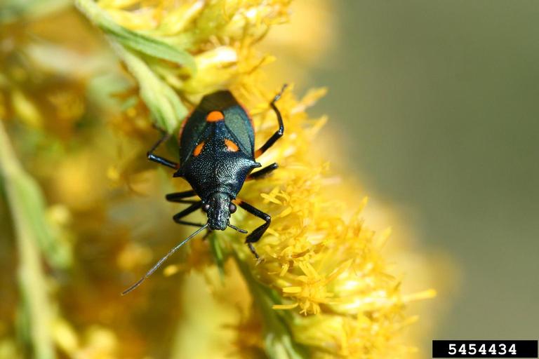 stink bugs (Family Pentatomidae), (Hemiptera: Pentatomidae) - 5454434
