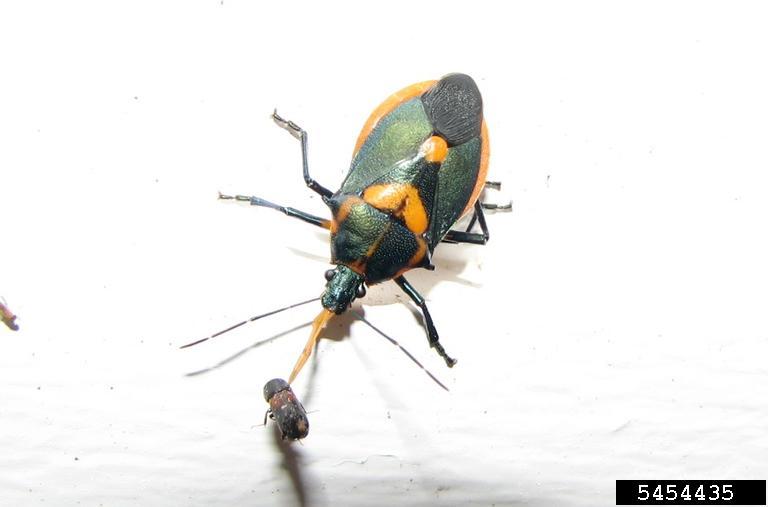 stink bugs (Family Pentatomidae), (Hemiptera: Pentatomidae) - 5454435