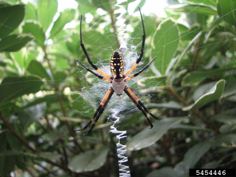 yellow garden spider (Argiope aurantia Lucas)