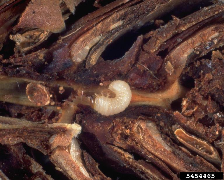 lodgepole cone beetle (Conophthorus ponderosae Hopkins, 1915)