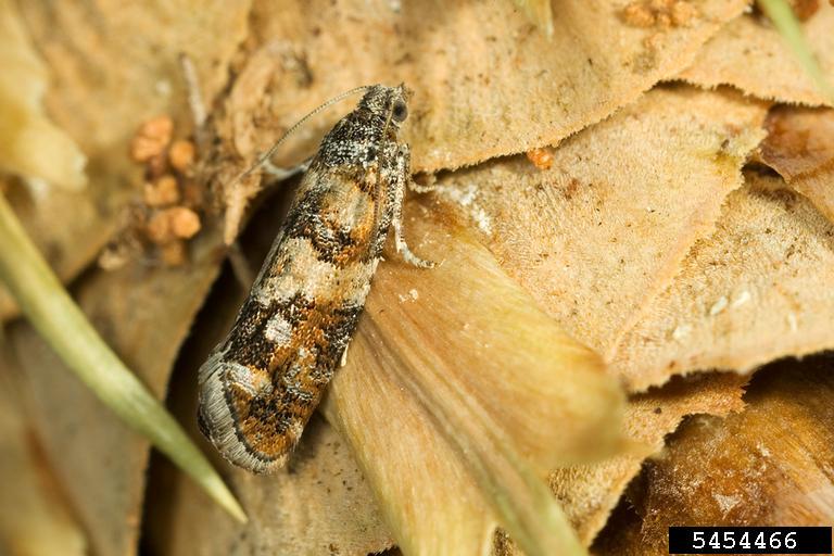 Douglas-fir cone moth (Barbara colfaxiana (Kearfott, 1907))