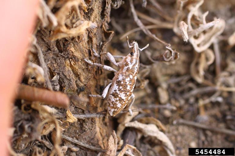 knapweed root weevil (Cyphocleonus achates)
