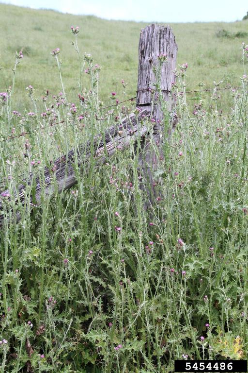Italian plumeless thistle (Carduus pycnocephalus L.)