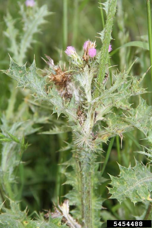musk thistle flower fly (Cheilosia corydon (Harris, 1780))