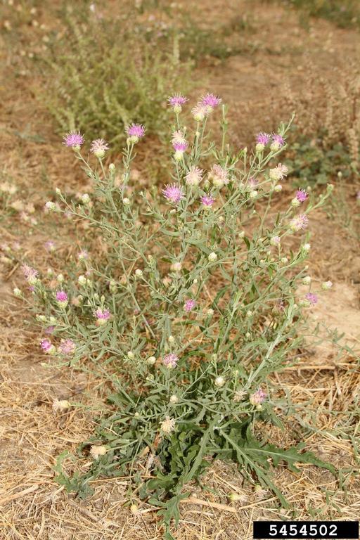 Russian knapweed (Rhaponticum repens (L.) Hidalgo)