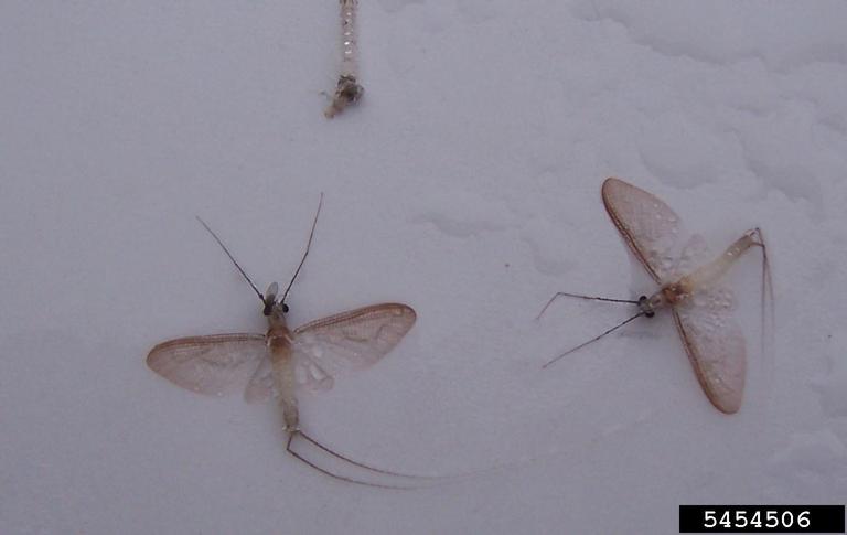 white flies (Genus Ephoron Williamson, 1802)