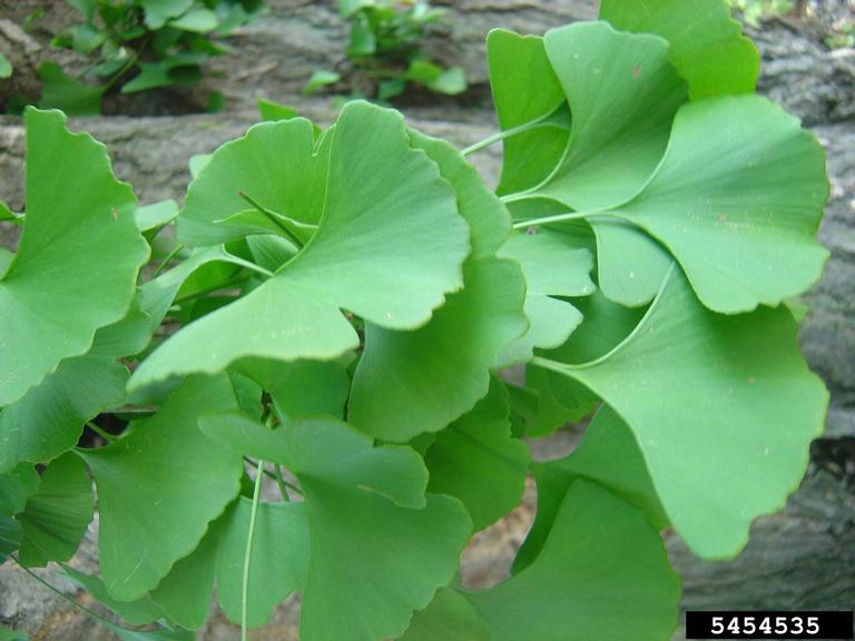 ginkgo (Ginkgo biloba L.)