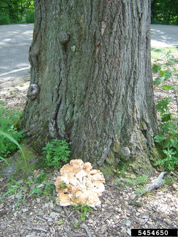 sulfur shelf (Laetiporus sulphureus (Bull.) Bondartsev & Singer)