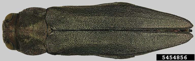 bronze birch borer (Agrilus anxius Gory, 1841)