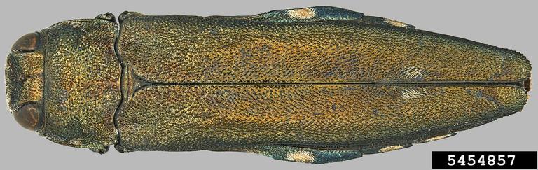 oak splendour beetle (Agrilus biguttatus (Fabricius, 1776))