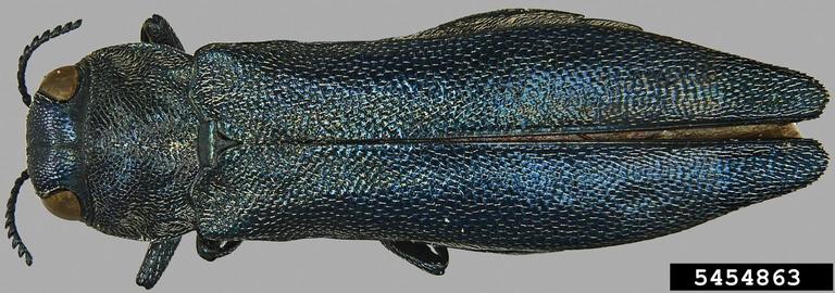 willow gall limb borer (Agrilus politus)