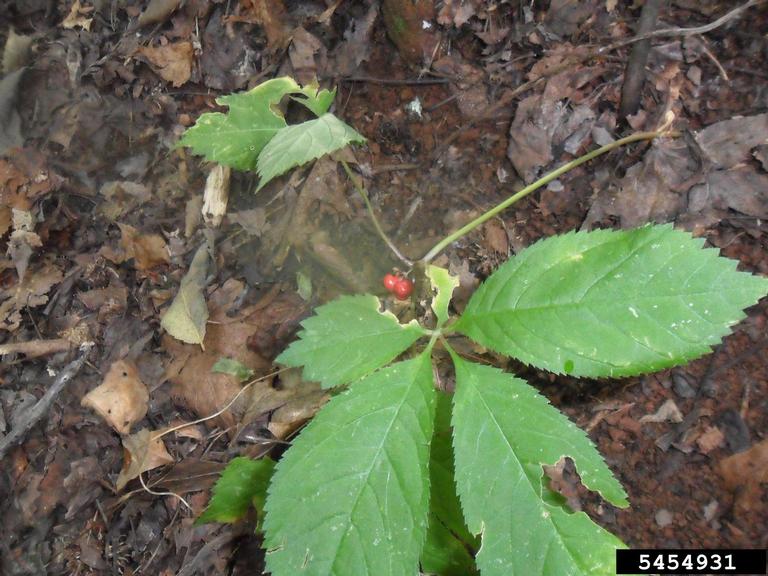 American ginseng (Panax quinquefolius)