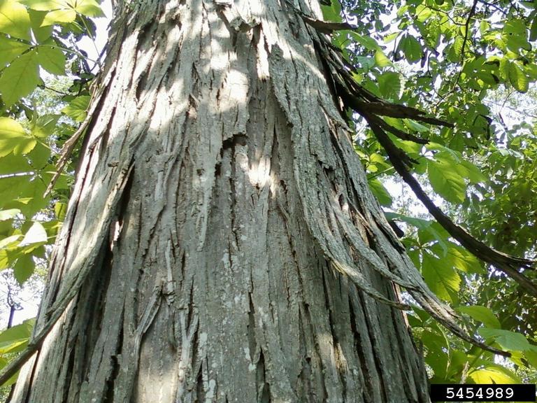 shagbark hickory (Carya ovata)